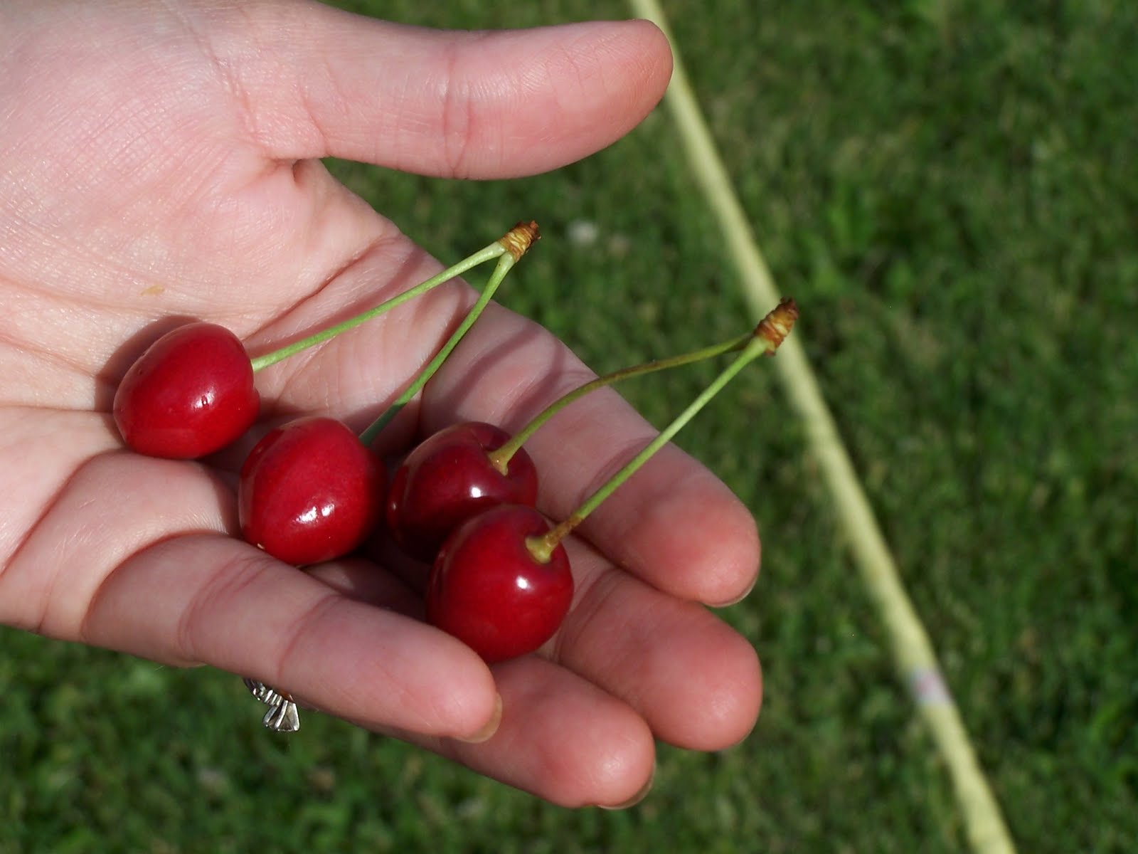 Day in the life of a Mormon Mommy: CHERRIES!!! How to pit a Cherry ...