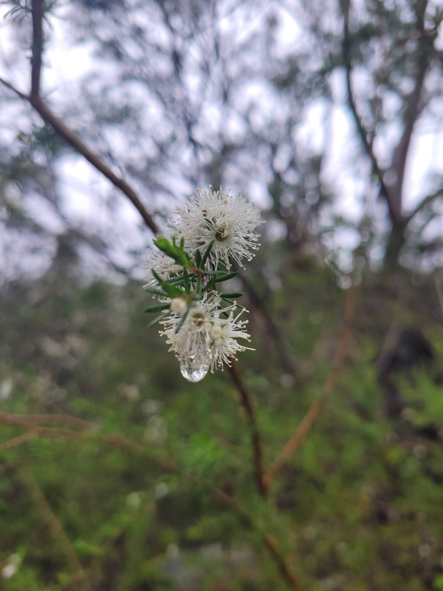 Steventure: Jingga Trail and Minerva Pool