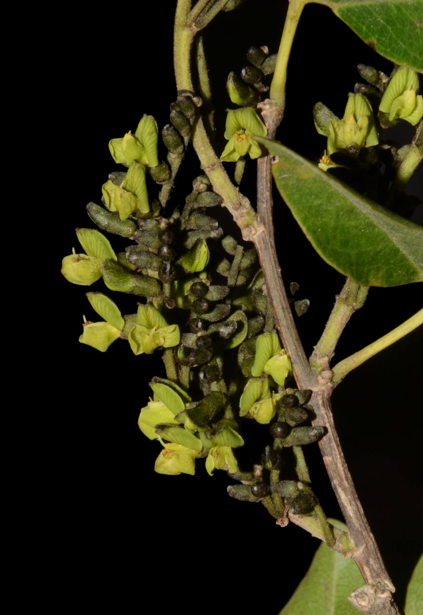 Fabaceae - Leguminosae no Brasil: Machaerium