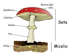 EL BLOG DE QUINTO: TEMA 2.- DESCUBRIMOS EL REINO DE LOS HONGOS.
