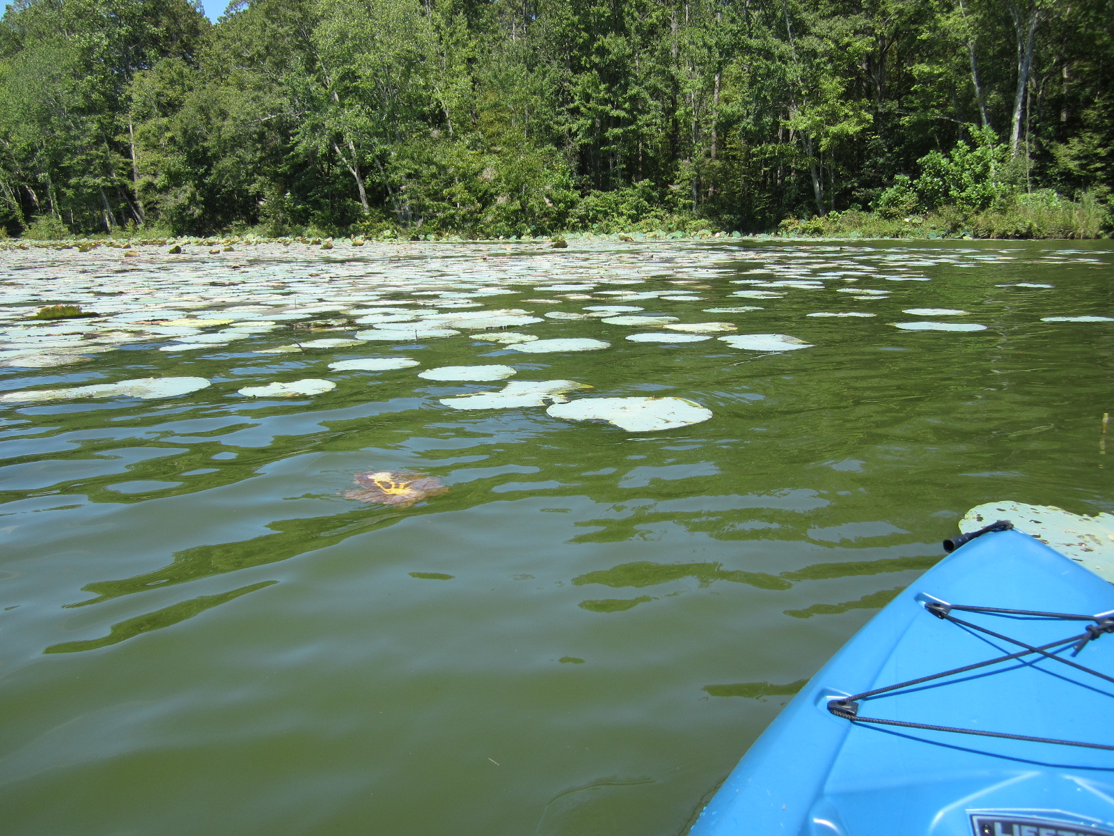 We Would Rather Be Camping!: Davis Lake Campground Revisited