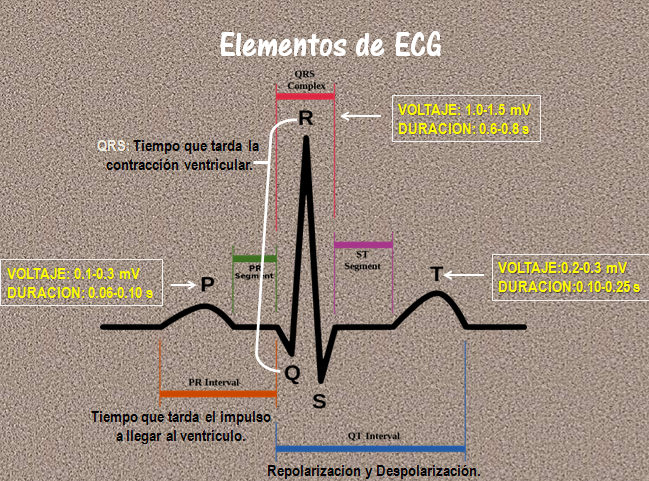 El Mundo de la Fisiologia : Elementos de Electrocardiograma