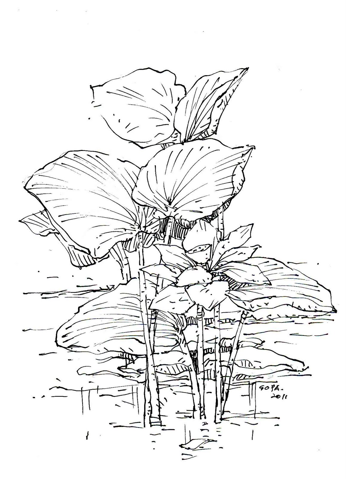 Gambar Pensil Bunga Teratai ~ gambar pensil