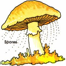 Amanita muscaria: Spore Dispersal & Spreading of the Mycelium