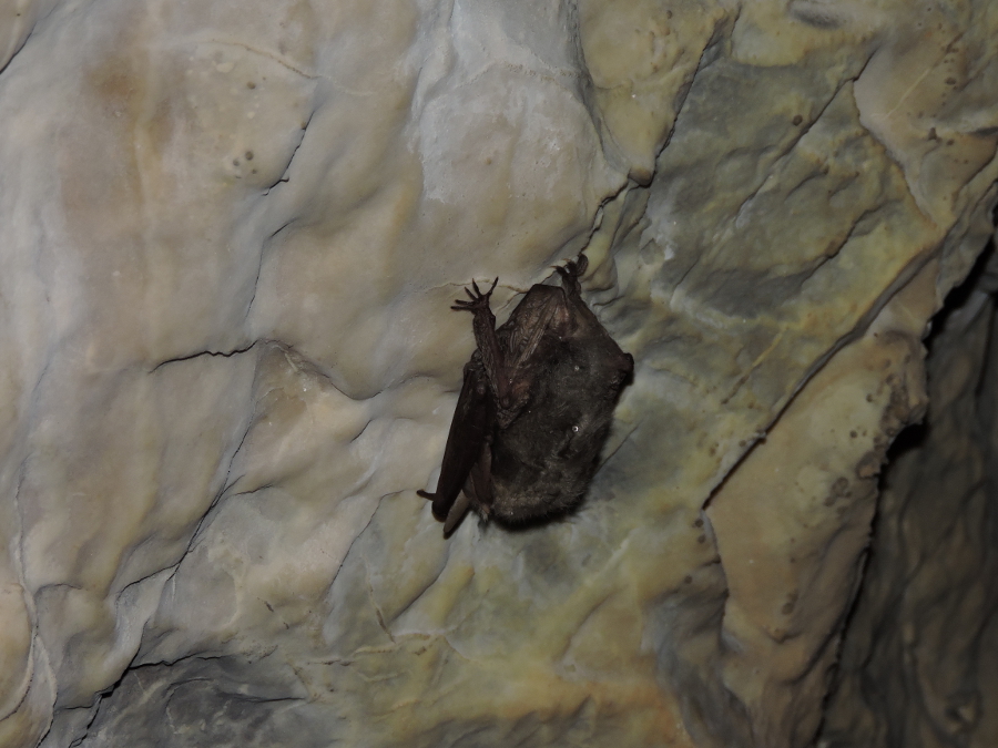 Carniolicum - Wildlife & Biodiversity in Slovenia: Endemic cave beetle ...