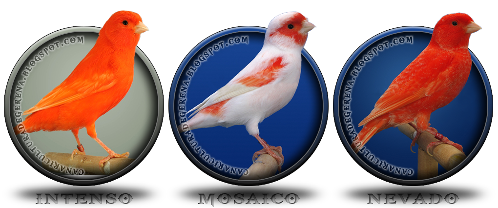 Canarios de Color LIPOCRÓMICOS ~ Canaricultura de Gerena