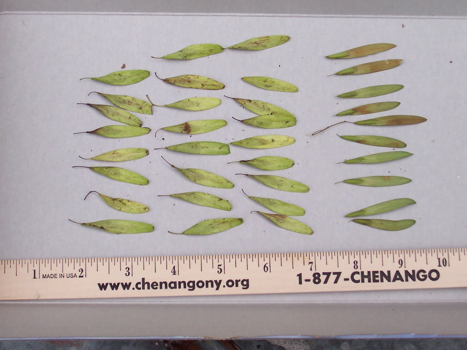 Chenango Archaeologists: Black Ash Samaras