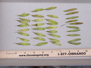 Chenango Archaeologists: Black Ash Samaras