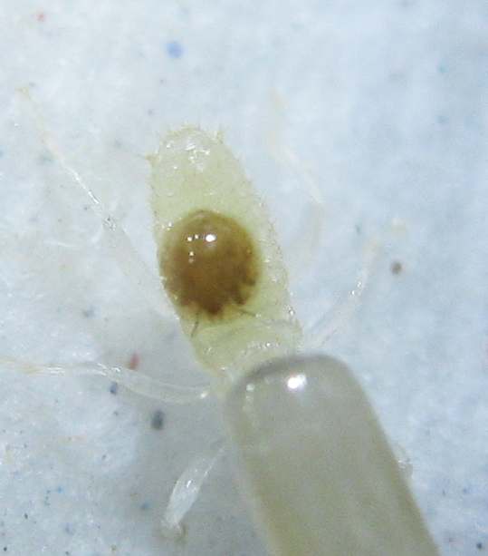 Photos and Info on Ants and Termites of Malaysia: Commensalism ...