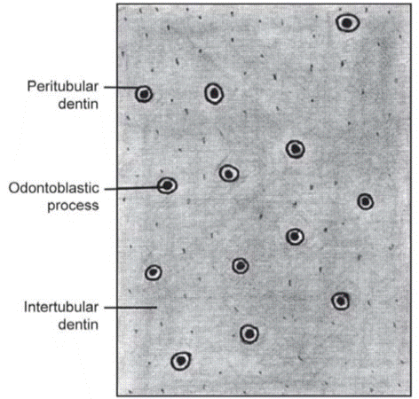 Dentin- Microscopic Structure, Properties, Types and Functions