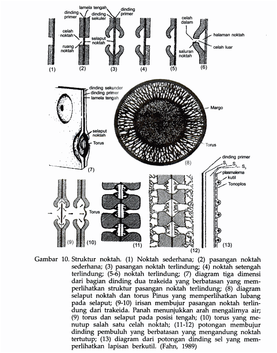 DINDING SEL ~ Kicauan Ilmuwan
