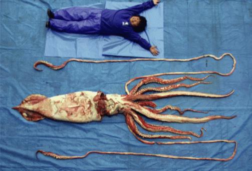 Lula Gigante (Architeuthis spp.) ~ Museu de Pesca do Instituto de Pesca ...