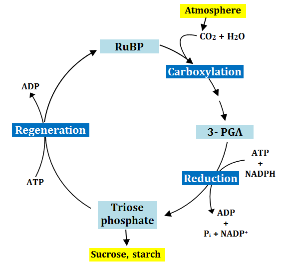 Photosynthesis - Notes | Class 11 | Part 4: Dark Reaction
