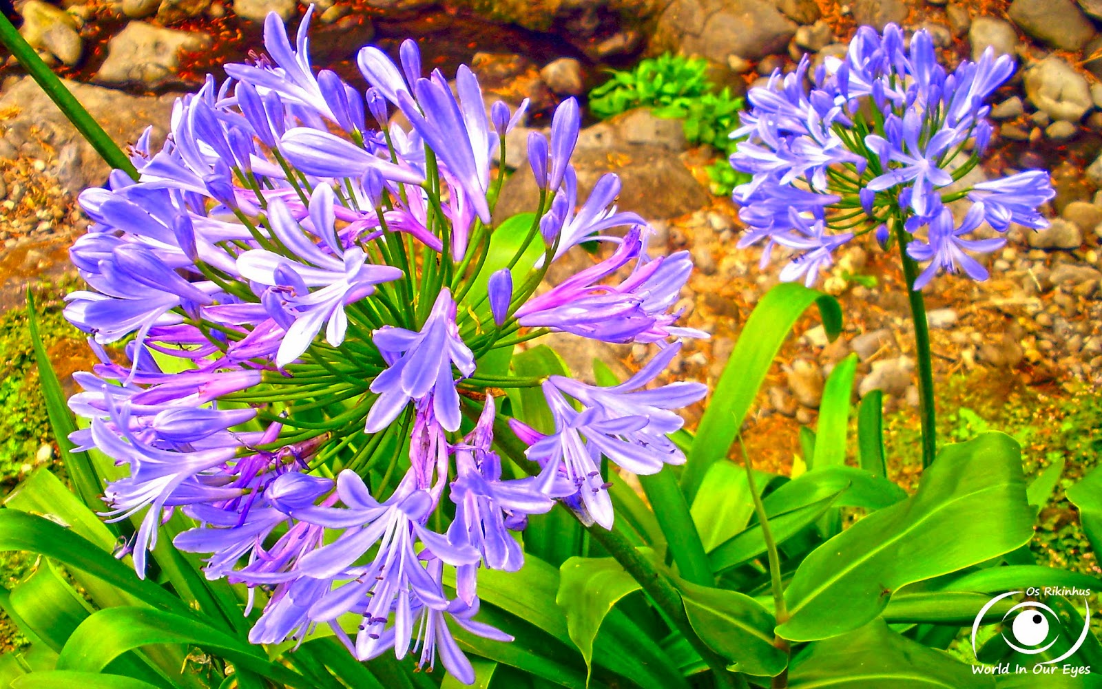 Os Rikinhus: Família Botânica "Amaryllidaceae"