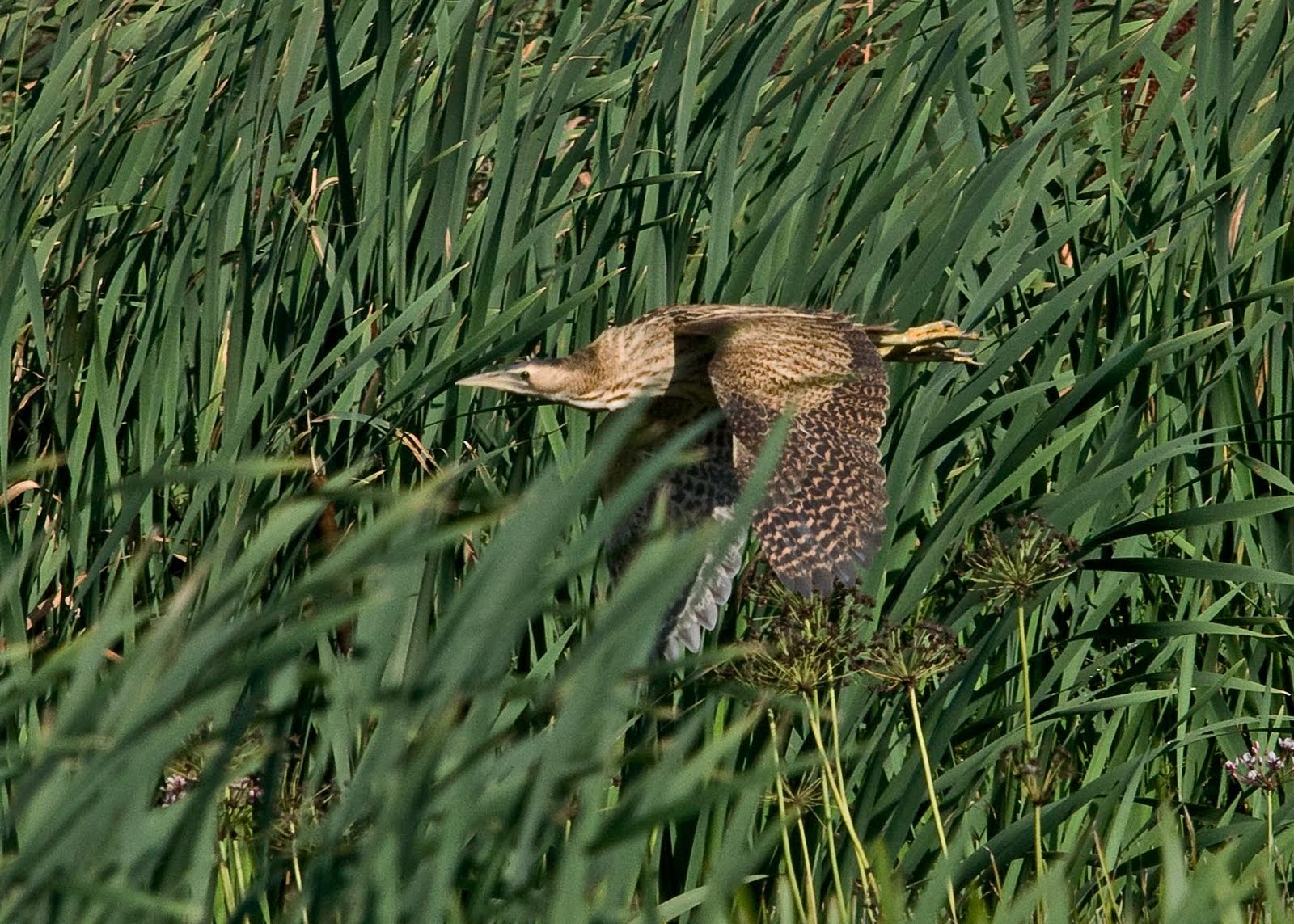 Greater Kent Birder: The Stodmarsh Bitterns Spectacular
