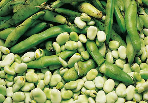 Faenas de la Huerta: Las habas