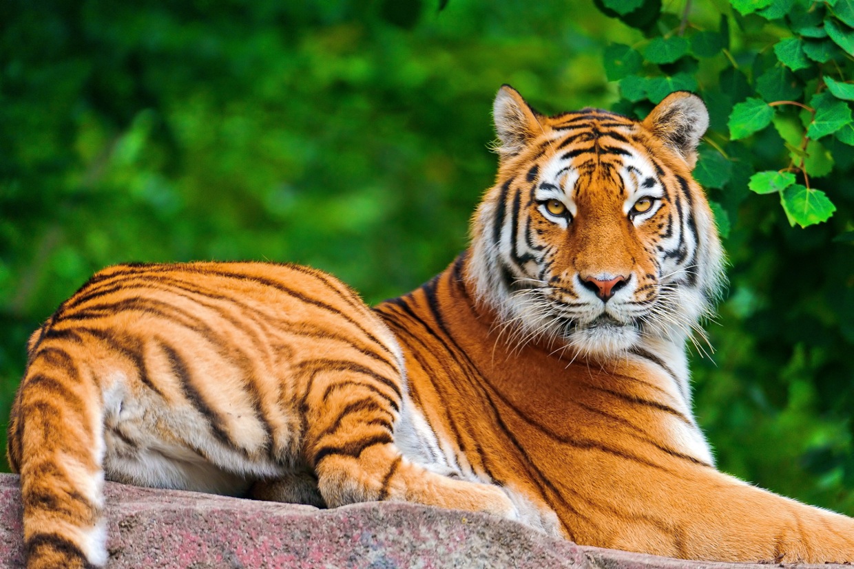 A magnificent Tiger