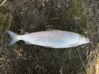 In the footsteps of Steve Wozniak: Spring season opening, finally…