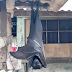 Life-size bat from the Philippines breaks the internet anew - Where In ...