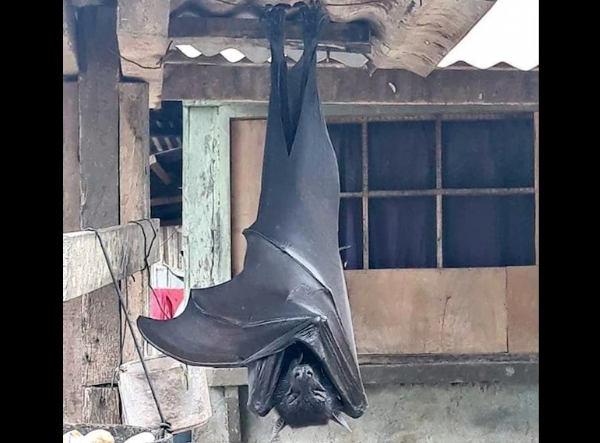 Life-size bat from the Philippines breaks the internet anew - Where In ...
