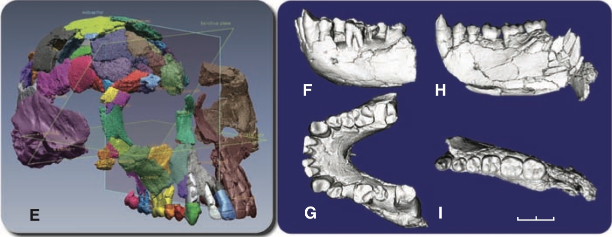 Bioanthropology : In Summary: The Ardipithecus ramidus Skull and its ...