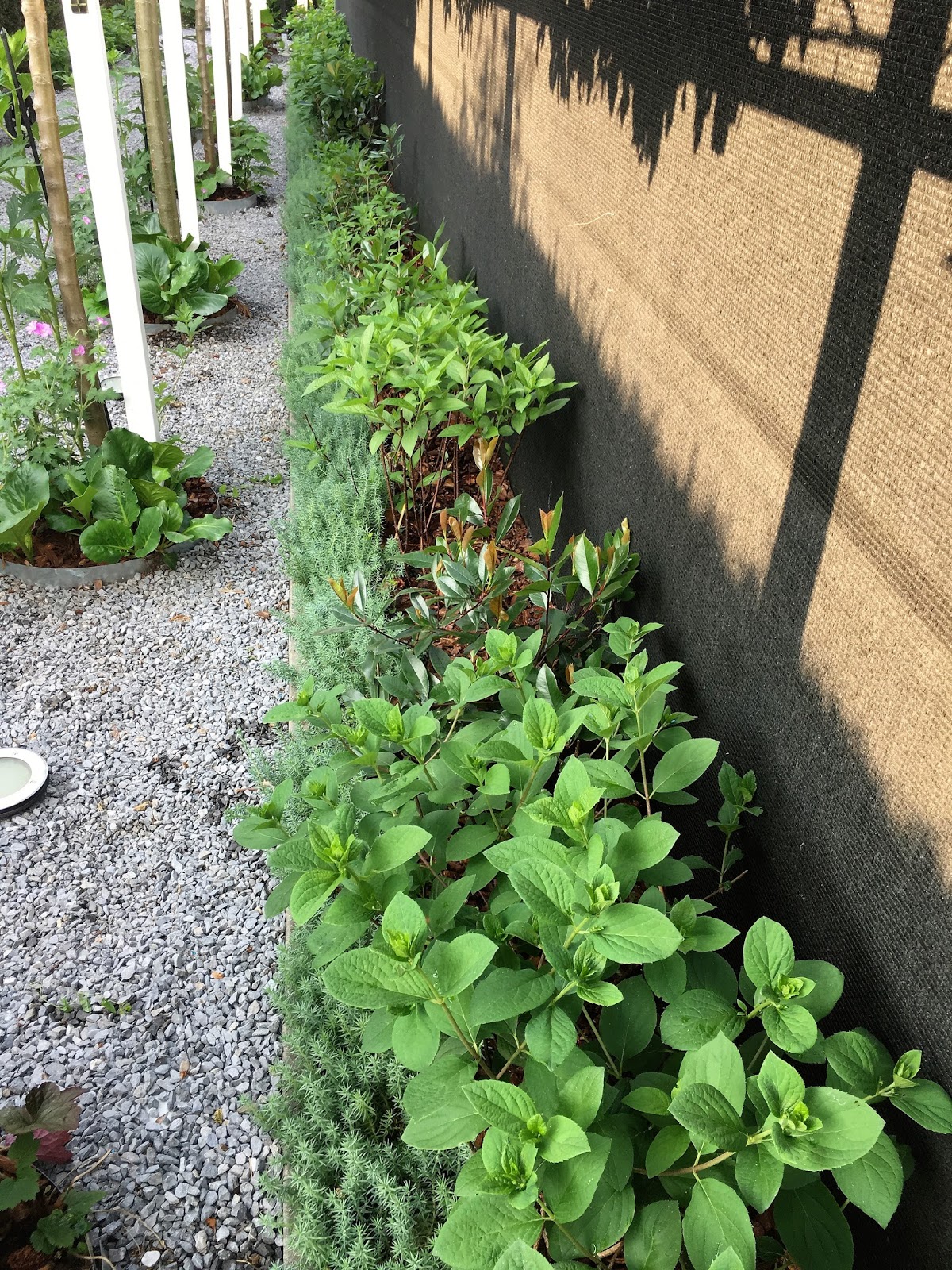 Potagerie in Maastricht: 28.05.2017 > New Hortensia Paniculatas do well!