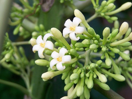 8 Jenis Bunga yang Bisa Dimakan dan Dicampurkan dalam Masakan - Katalog ...