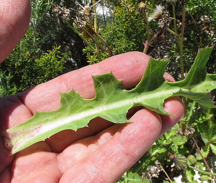 Esperance Wildflowers: Actites megalocarpus - Dune Thistle
