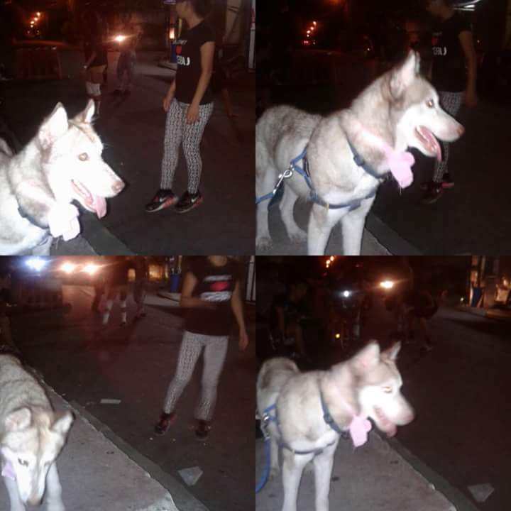 Asong gala at galisin noon, isang napakagandang aso na ngayon - The ...