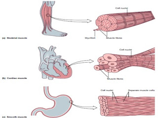 Cado Balog: Anatomi dan Fisiologi Sistem Muskuloskeletal