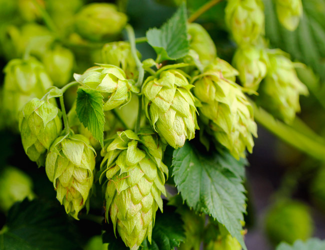 An Introduction to: Hops