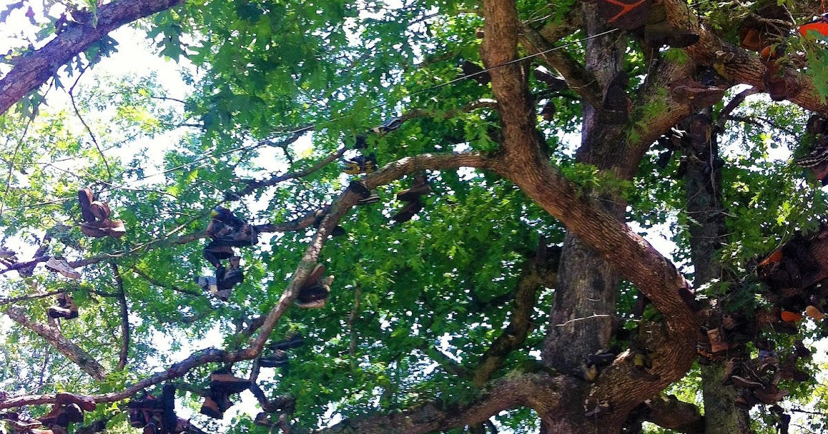 Grim's Hall: Contemplate This on The Tree of Woe