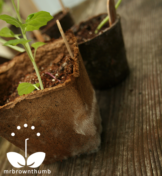 Seed Starting Tips for Beginner Gardeners : MrBrownThumb