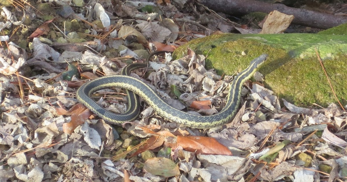 Equatorial Minnesota: An unfortunate snake