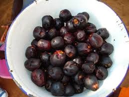 WebTvAngolana: Frutos e Frutas Silvestres de Angola 2019