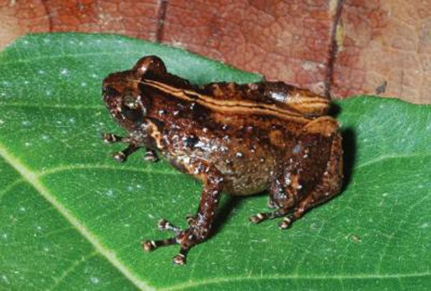 Three New Species Of Tiny Frogs Discovered In Papua New Guinea - One ...