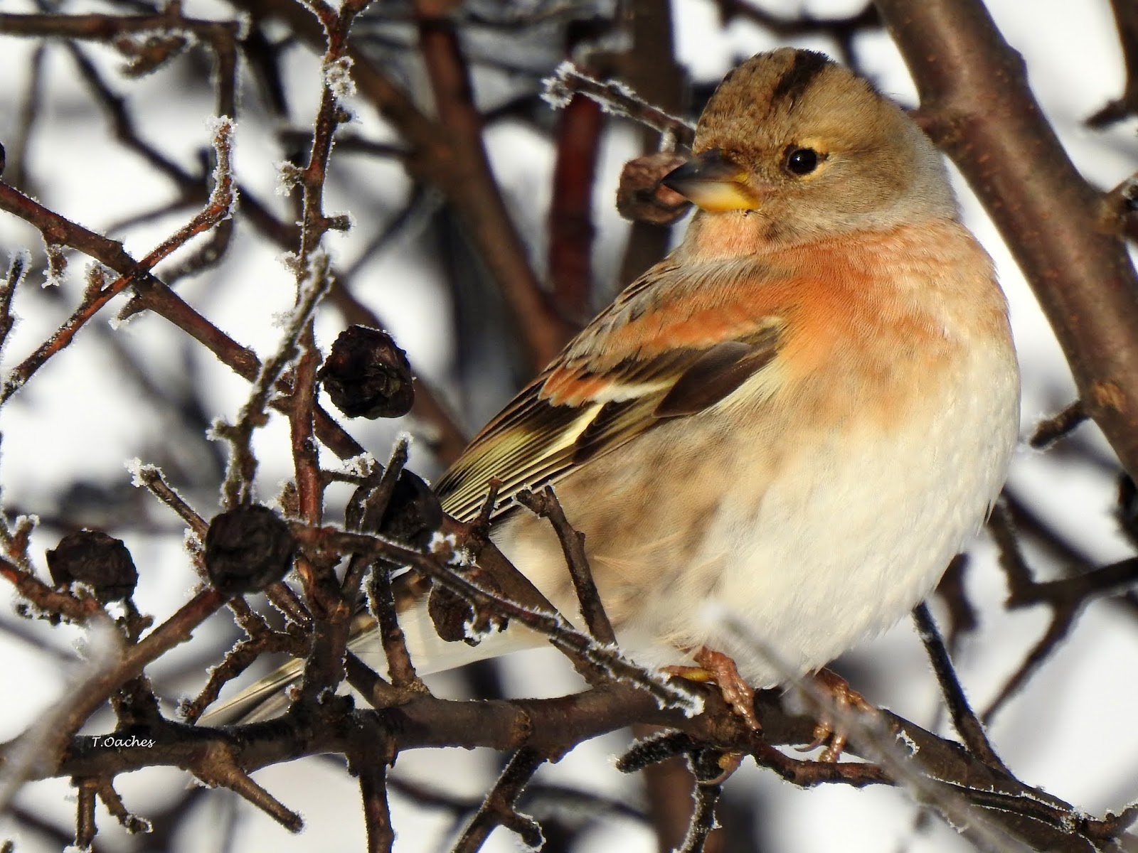 PASARI DIN ROMANIA: CINTEZA DE IARNA, Fringilla montifringilla