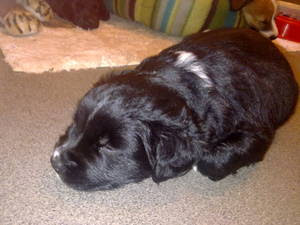 Dogs Info: Female Mutt