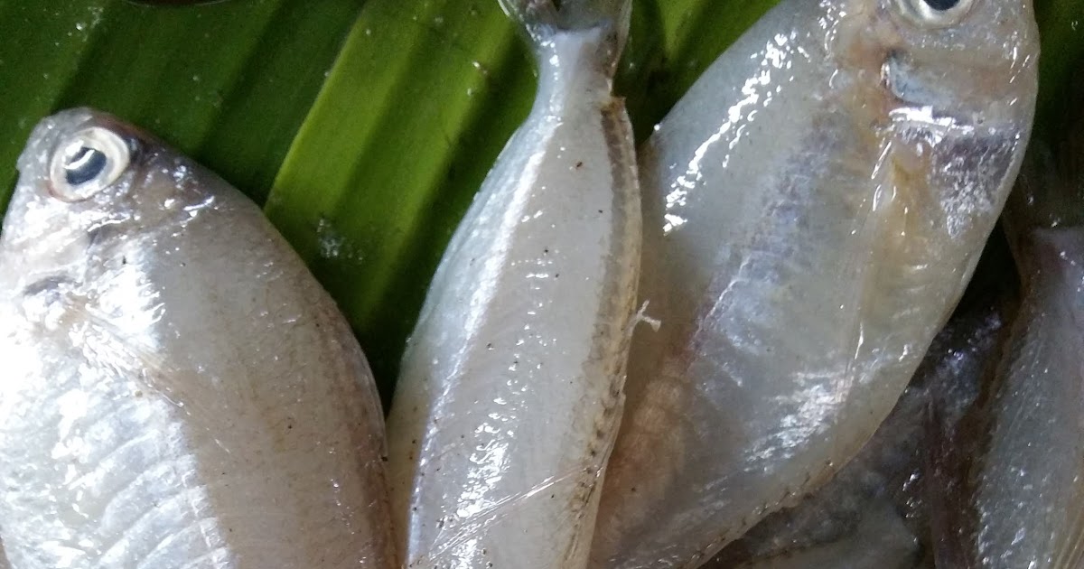 PALLAVA SEA FOODS dial fish: கண்ணாடி சுதும்பு.