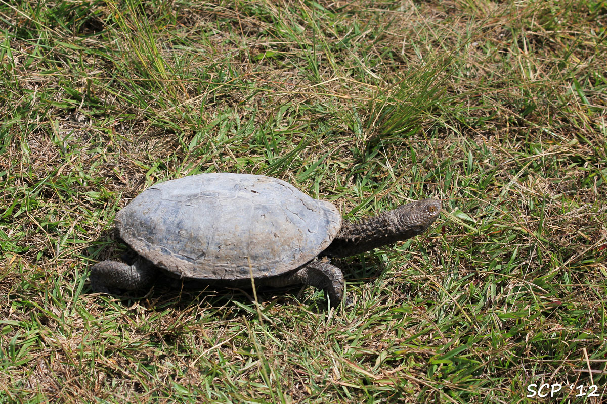 Galería Reptiles: Acanthochelys spixii - Tortuga de Canaleta