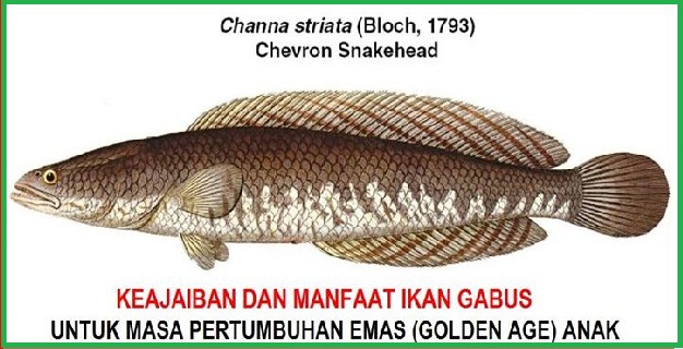 JUAL KAPSUL SARI KUTUK | IKAN GABUS DI SURABAYA | SIDOARJO | Albumin ...