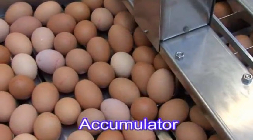 เครื่องคัดแยกไข่เพื่อบรรจุลงแผงของ Moba Prima 2000 egg grading machine ...