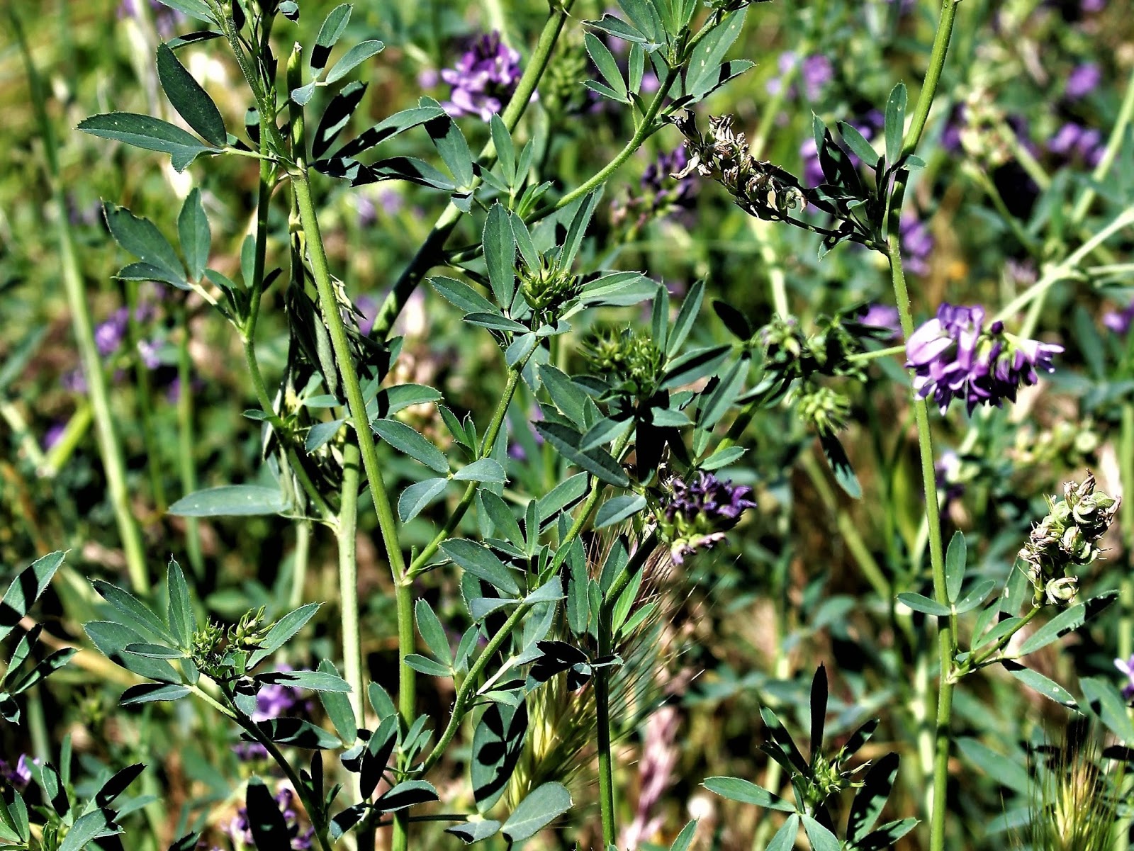 Plantas: Beleza e Diversidade: Luzerna (Medicago sativa)