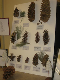 Project Pine Cone