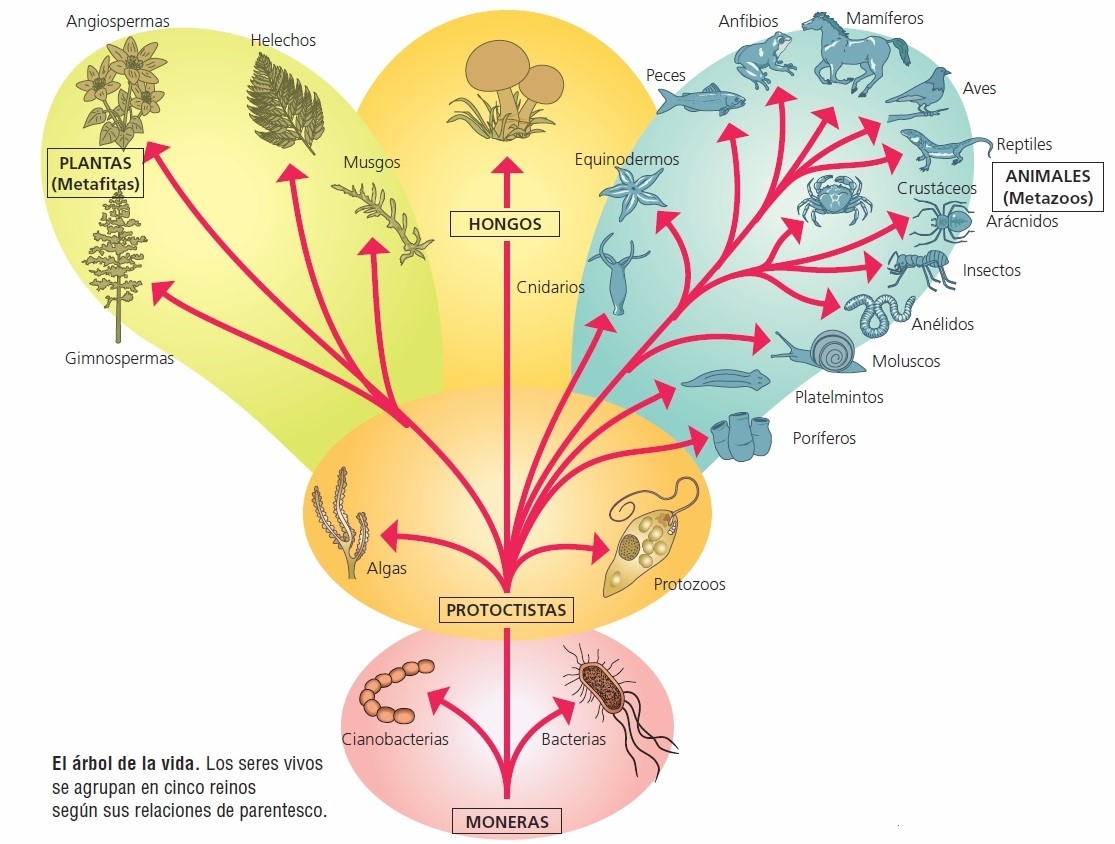 Fundamentos de Biologia Celular: Dominios de la vida