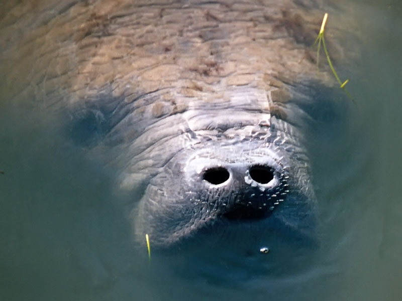 What Are West Indian Manatee Predators