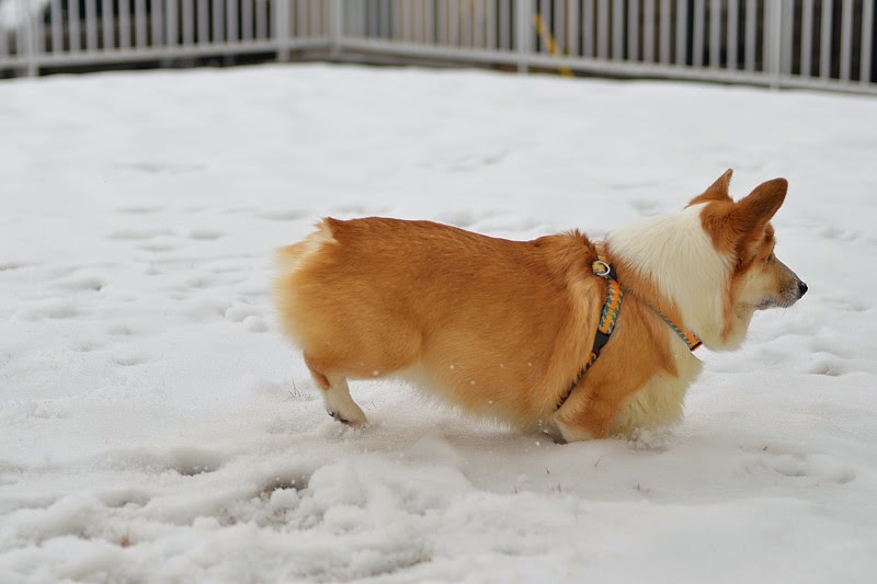 Japanese Corgi Life