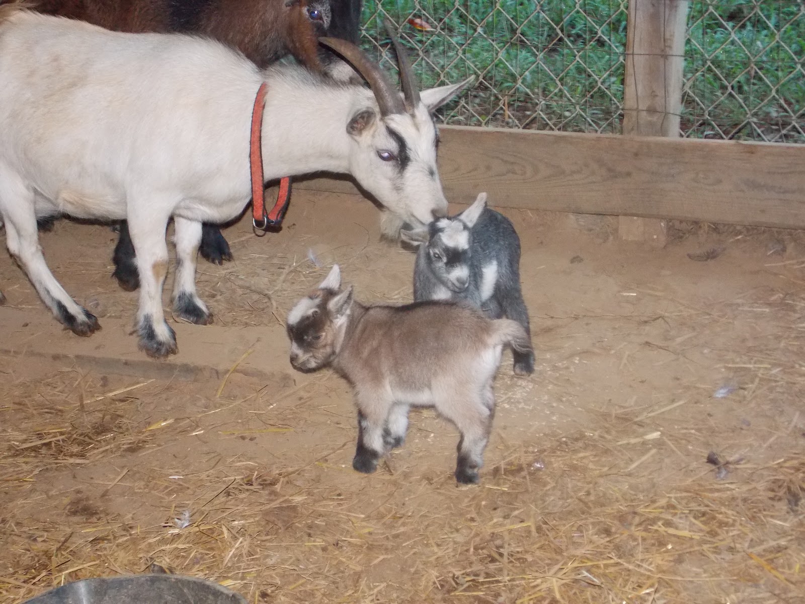 Family Best: We have new baby goats! Yay!