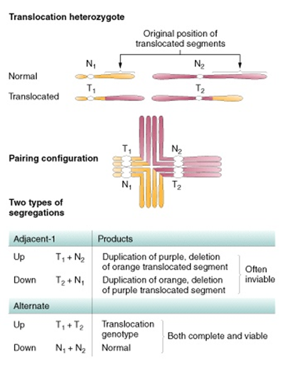 ביולוגיה: טרנסלוקציה מאוזנת - Reciprocal Translocation