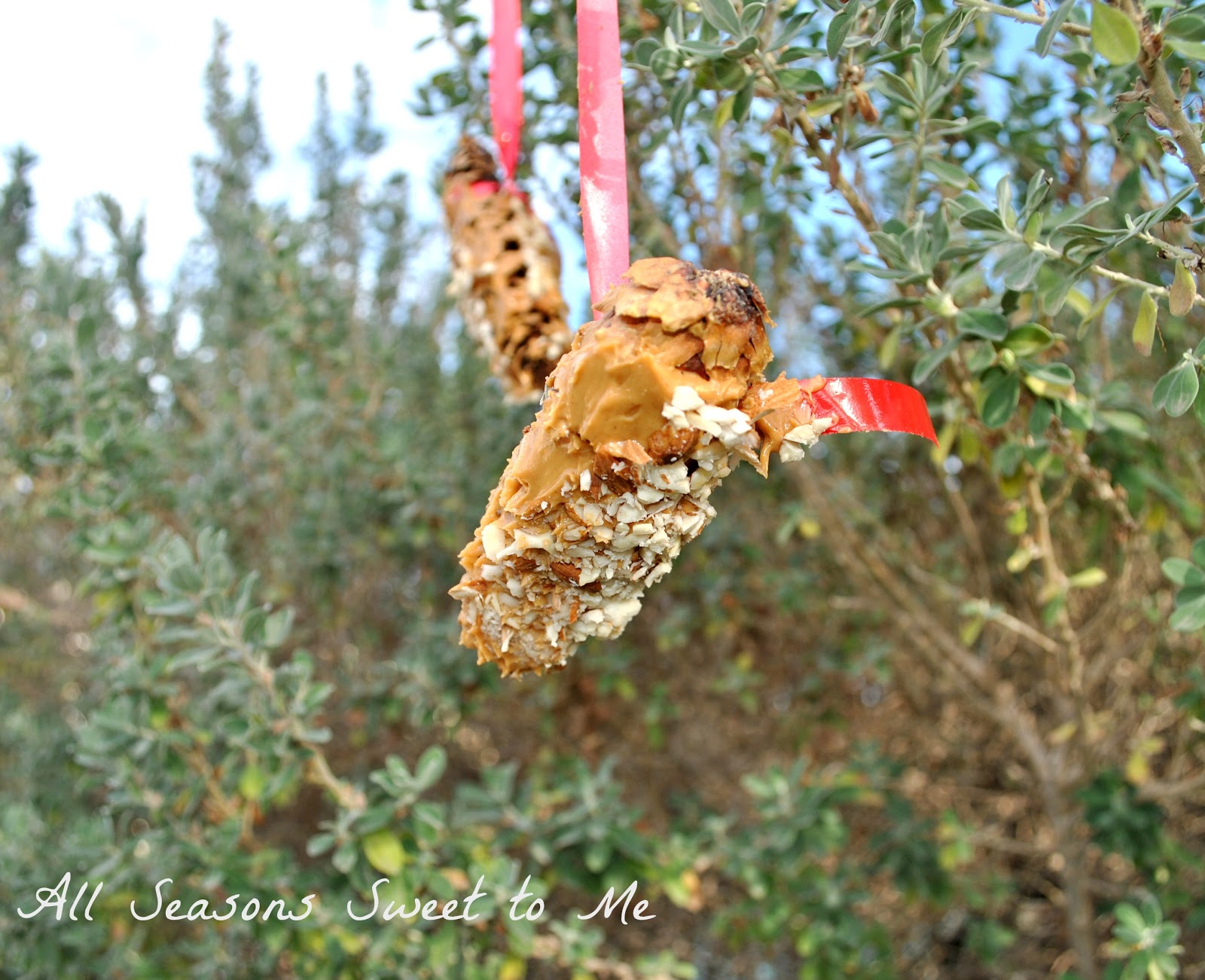 All Seasons Sweet to Me: The Birds' Christmas and Candy Canes